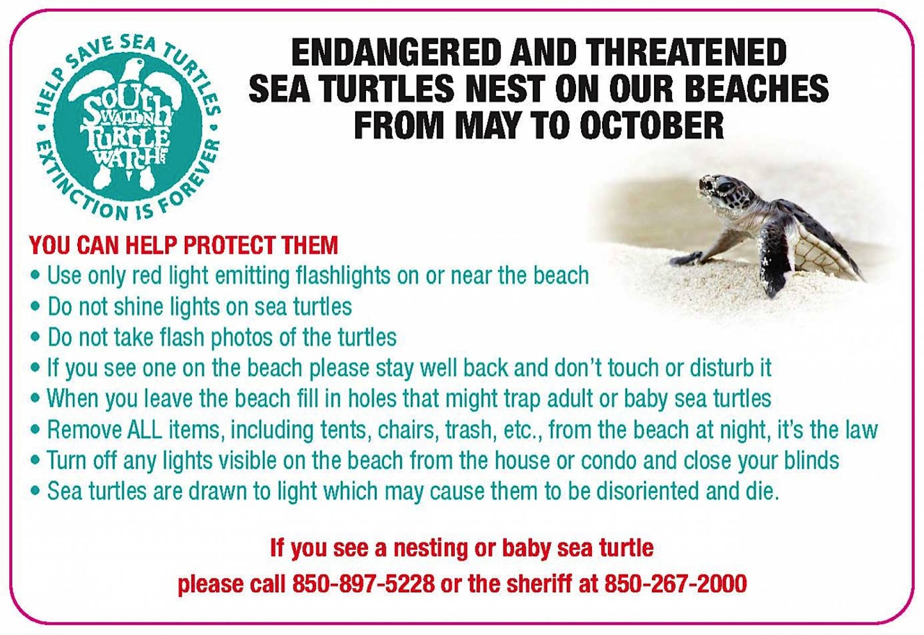 Navigating the Depths: A Dive into the World of Sea Turtles | Coastal ...