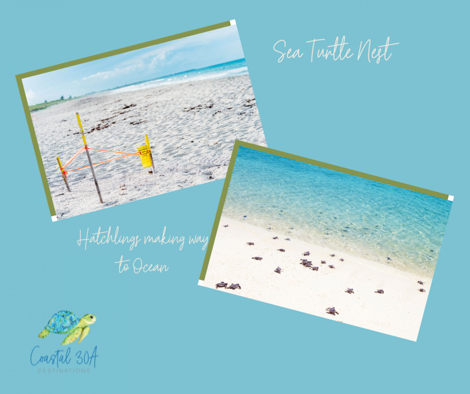 Navigating the Depths: A Dive into the World of Sea Turtles | Coastal ...